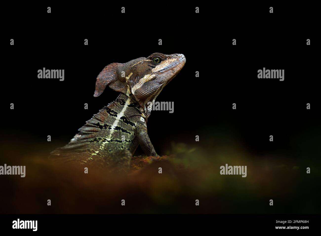 Basilisk lizard, Basiliscus basiliscus, detail close-up portrait in the ...