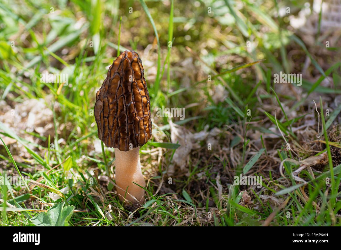 Spring morel mushroom or Morchella conica in the forest. Close up Stock ...