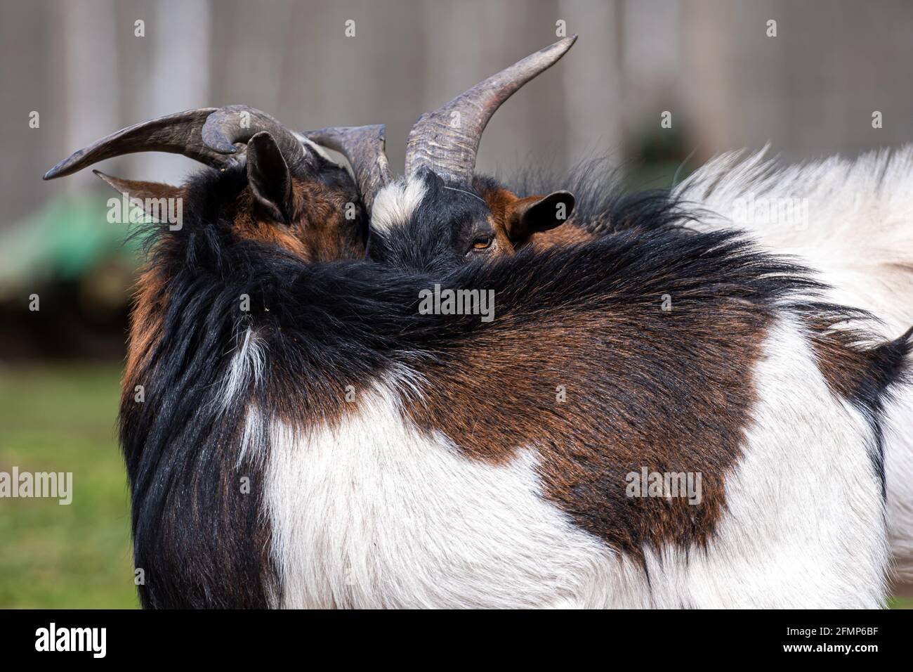 Spotted goat hi-res stock photography and images - Alamy