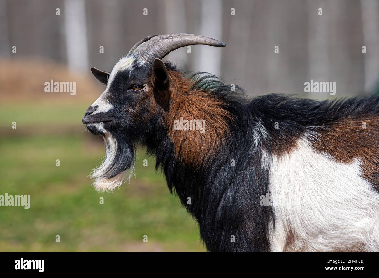 Google Spotted Goat