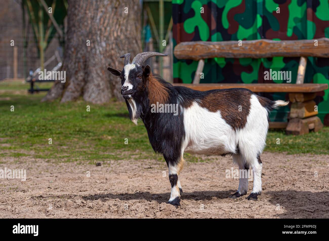 white, brown and black spotted goat in the yard of a farm Stock Photo ...