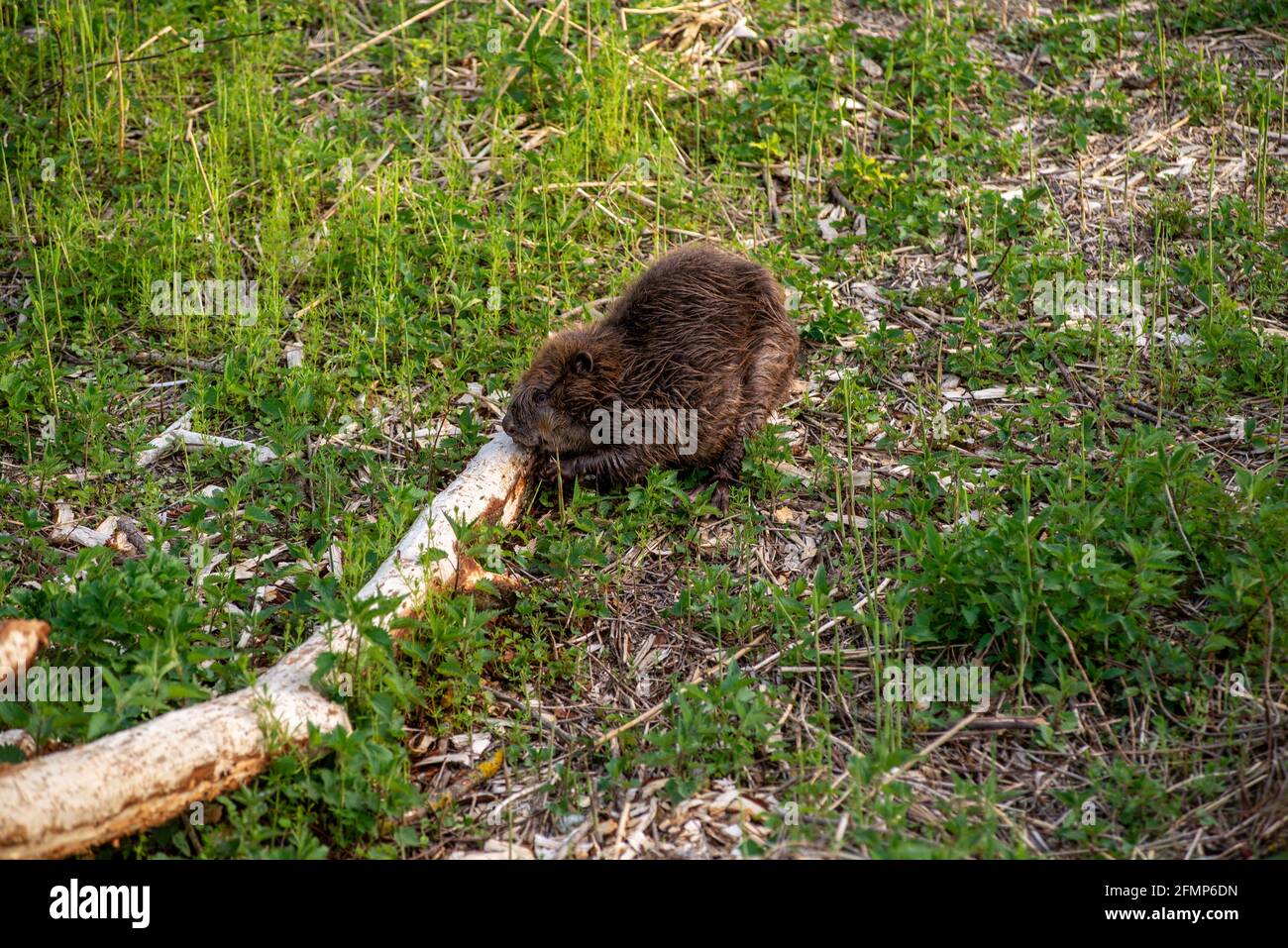 Facial expression in bark of tree hi-res stock photography and images ...