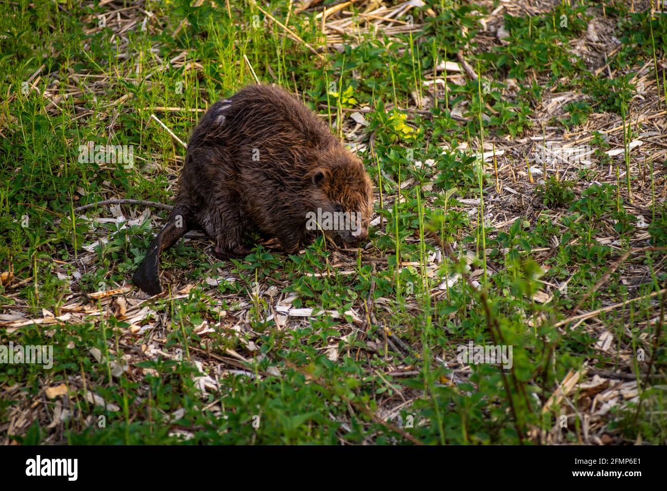 A beaver stands alone in a path close to a river surrounded by wood ...