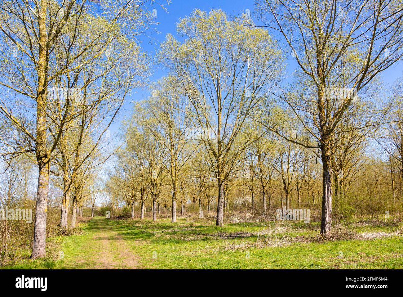 Salix Alba Caerulea, Cricket Bat Willow tree plantation, Bromeswell ...