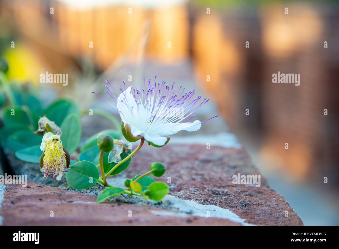 Gynophor hi-res stock photography and images - Alamy