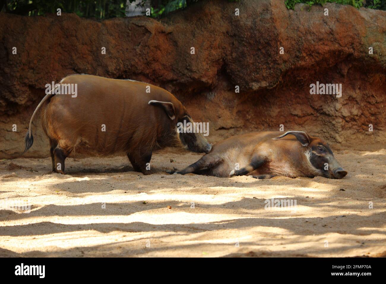 Couple of red river hogs Stock Photo - Alamy