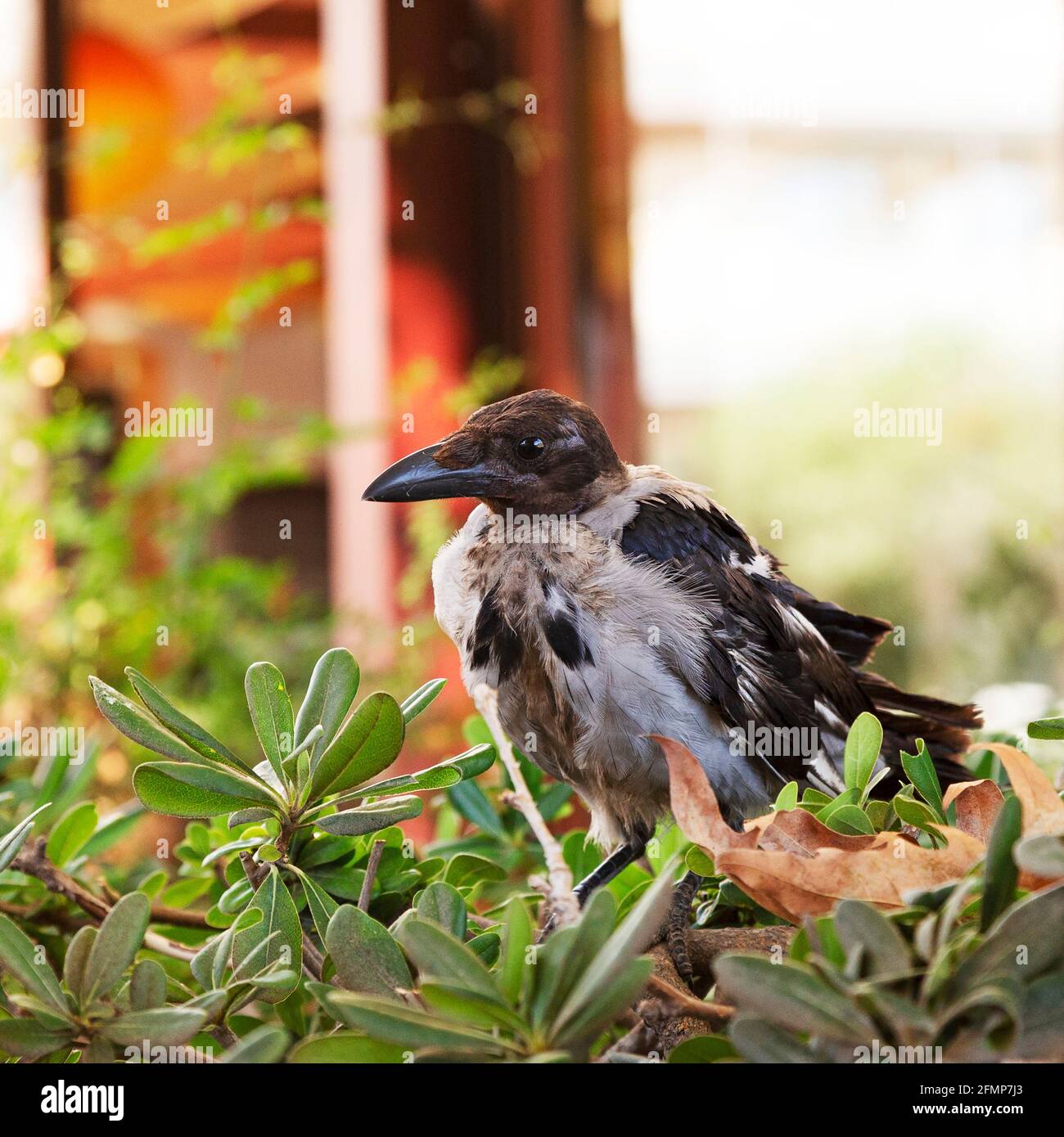 Wildlife greek rhodos hi-res stock photography and images - Alamy