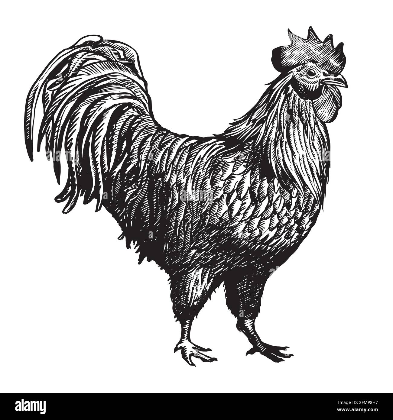 Sketch of a rooster, animals and birds on a farm. vector illustration ...