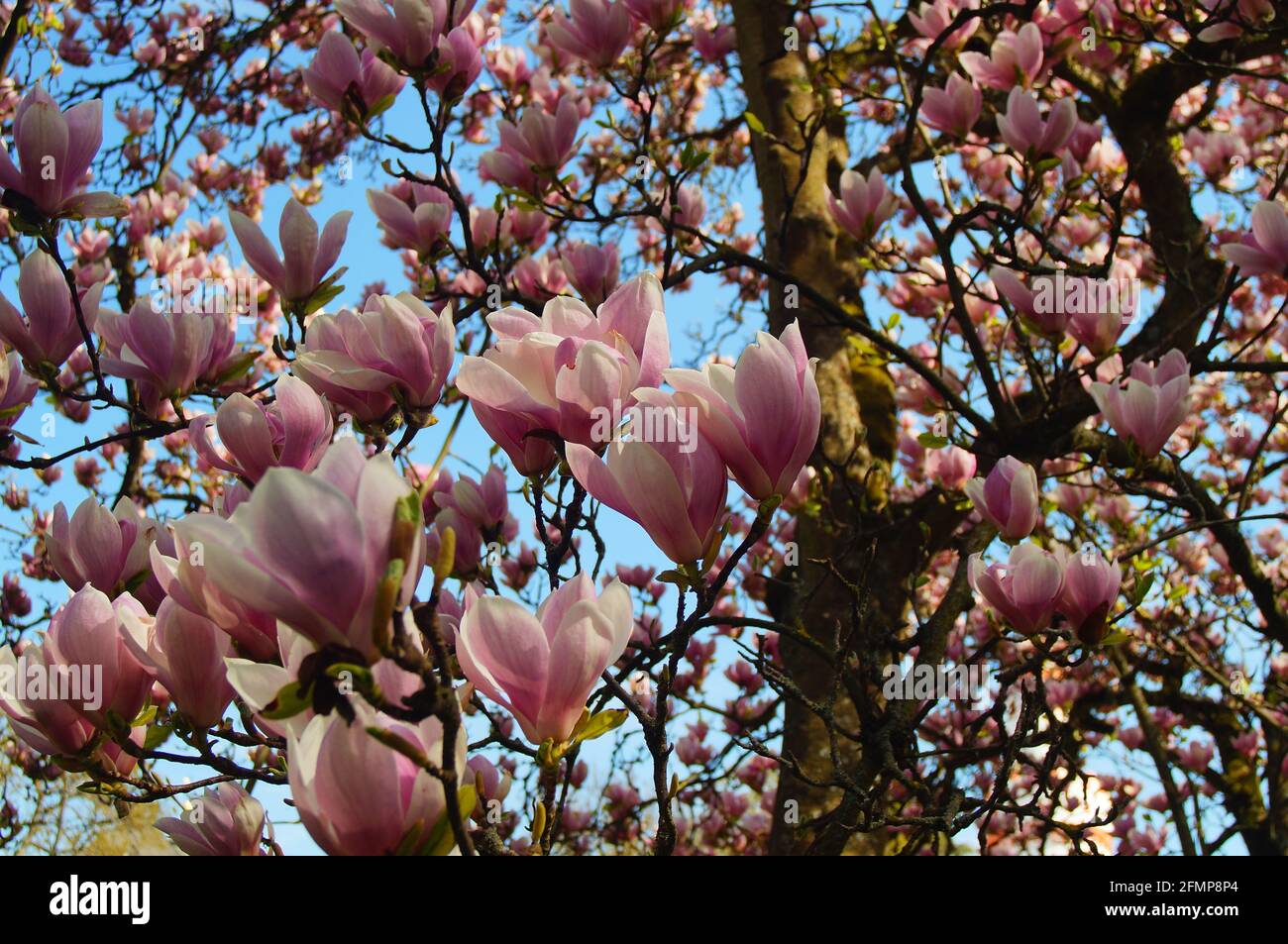 A magnolia tree in full bloom Stock Photo - Alamy