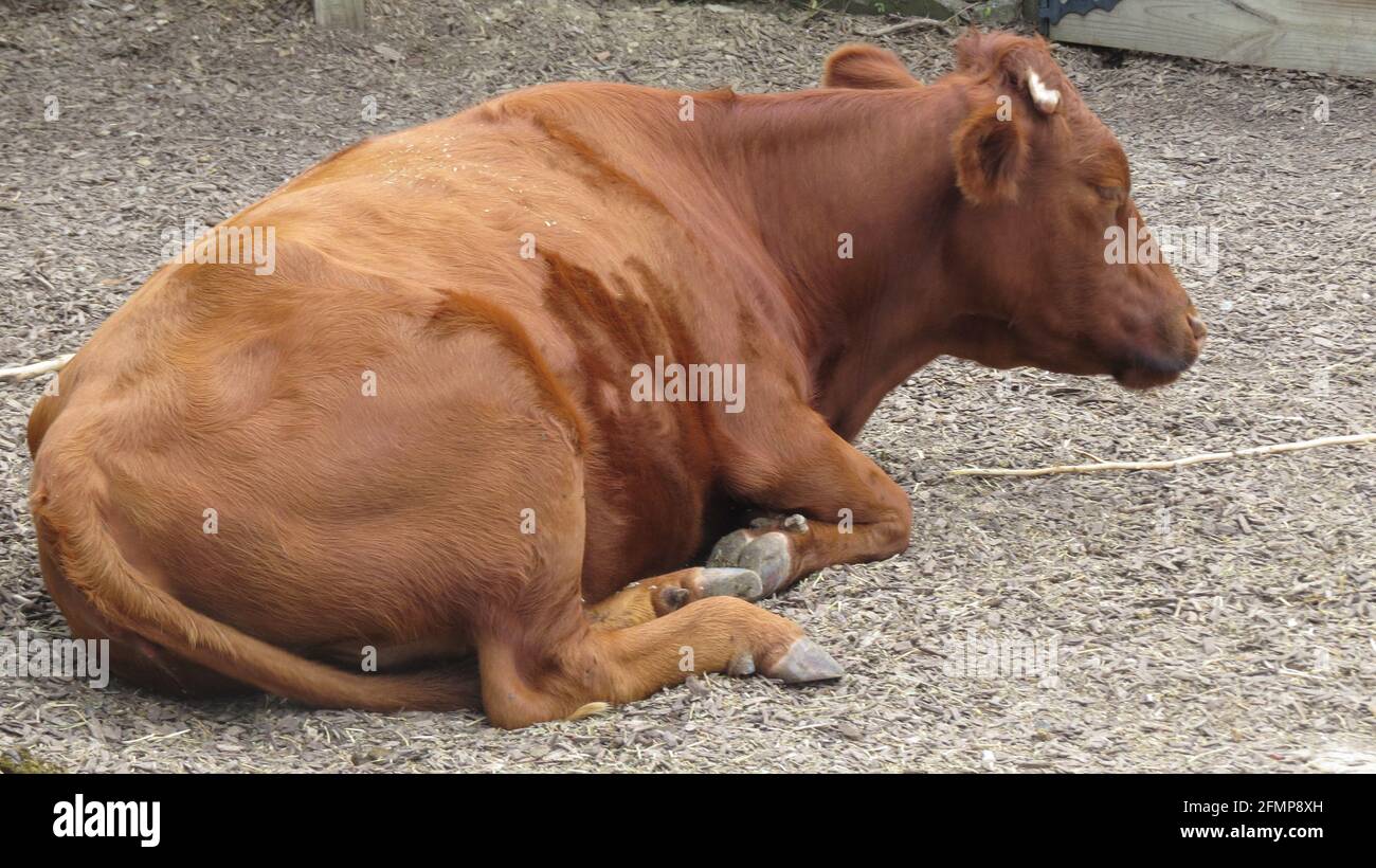 Red cow in a zoo Stock Photo - Alamy