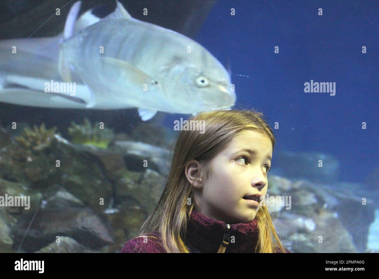 A blonde girl, watching the fish Stock Photo - Alamy