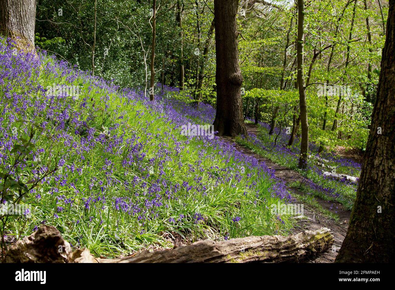 Bluebells in the woods Stock Photo - Alamy