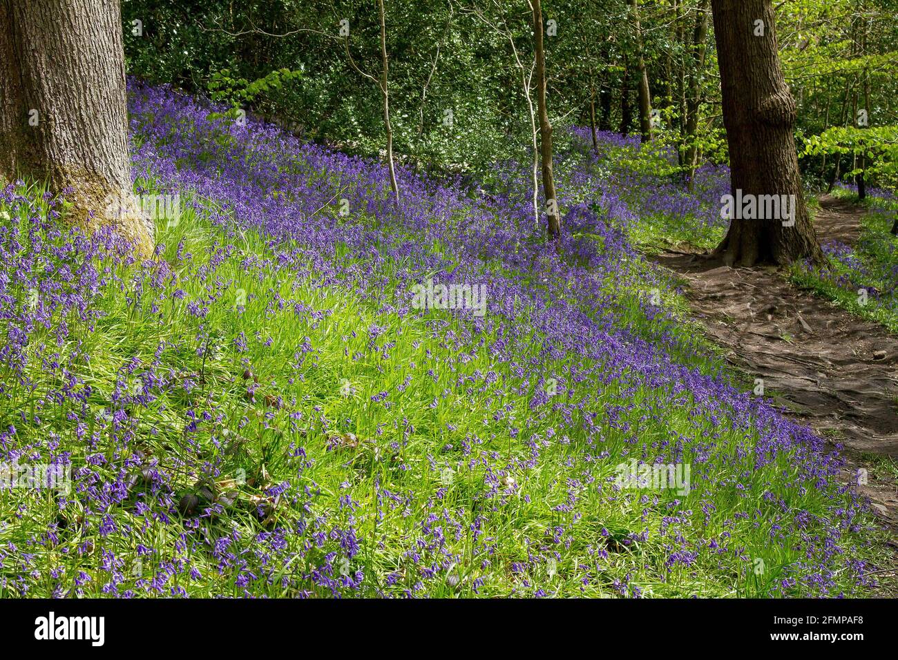 Bluebells in the woods Stock Photo - Alamy