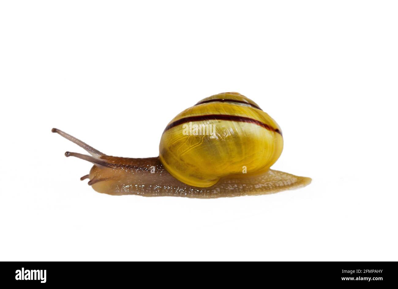 Slime on white hi-res stock photography and images - Alamy