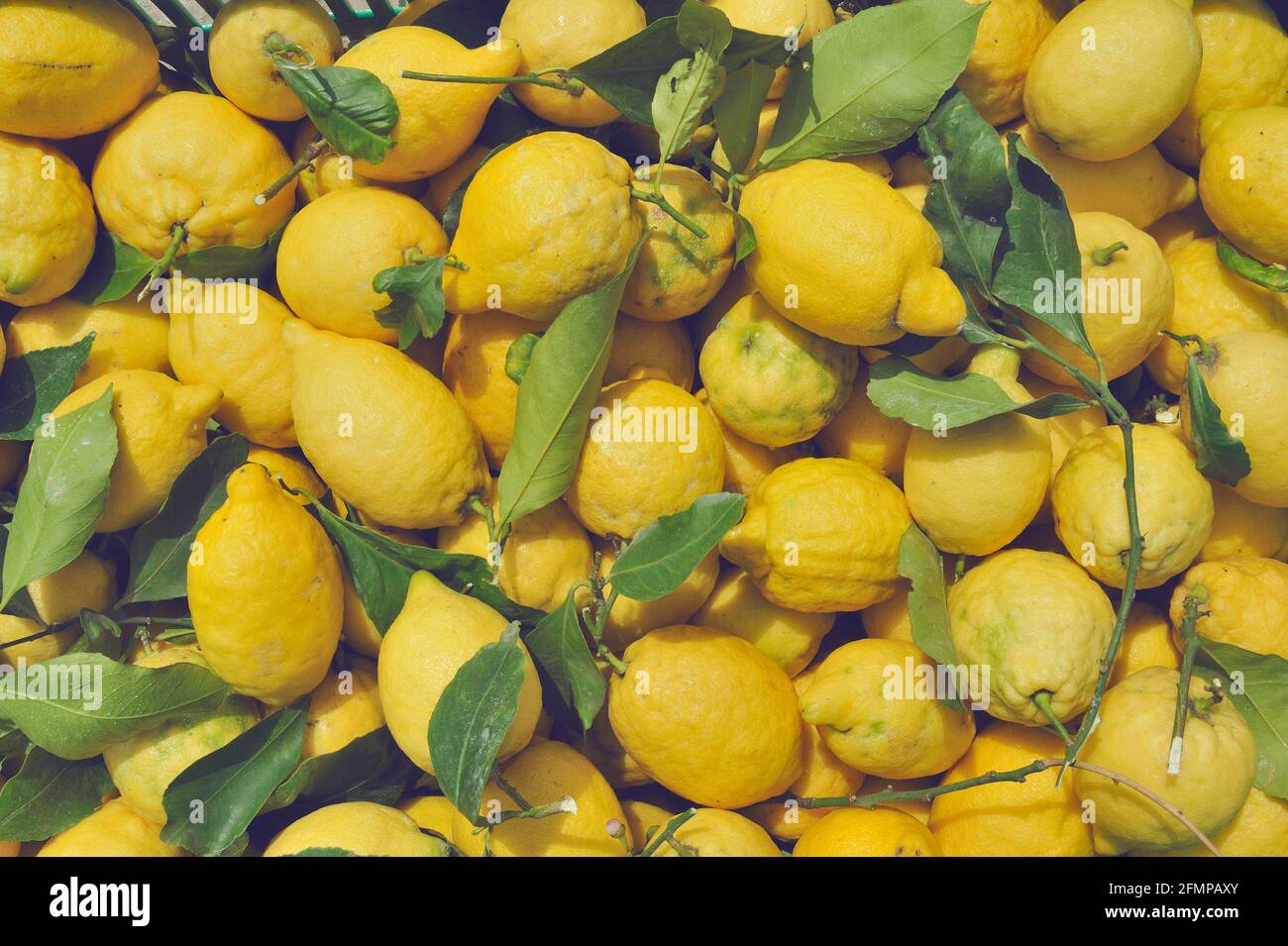 Lemon harvest amalfi hi-res stock photography and images - Alamy