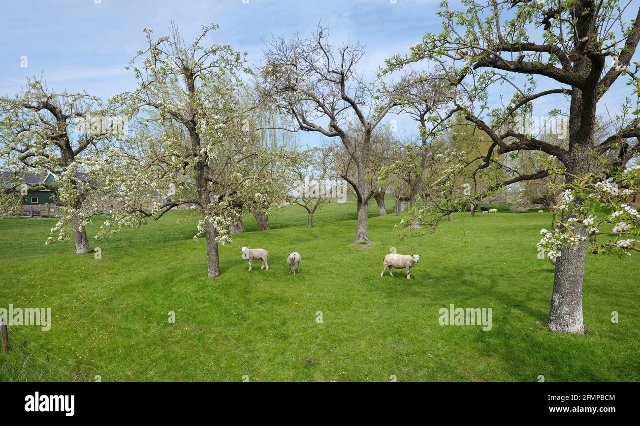 Sheep lambs in orchard hi-res stock photography and images - Alamy