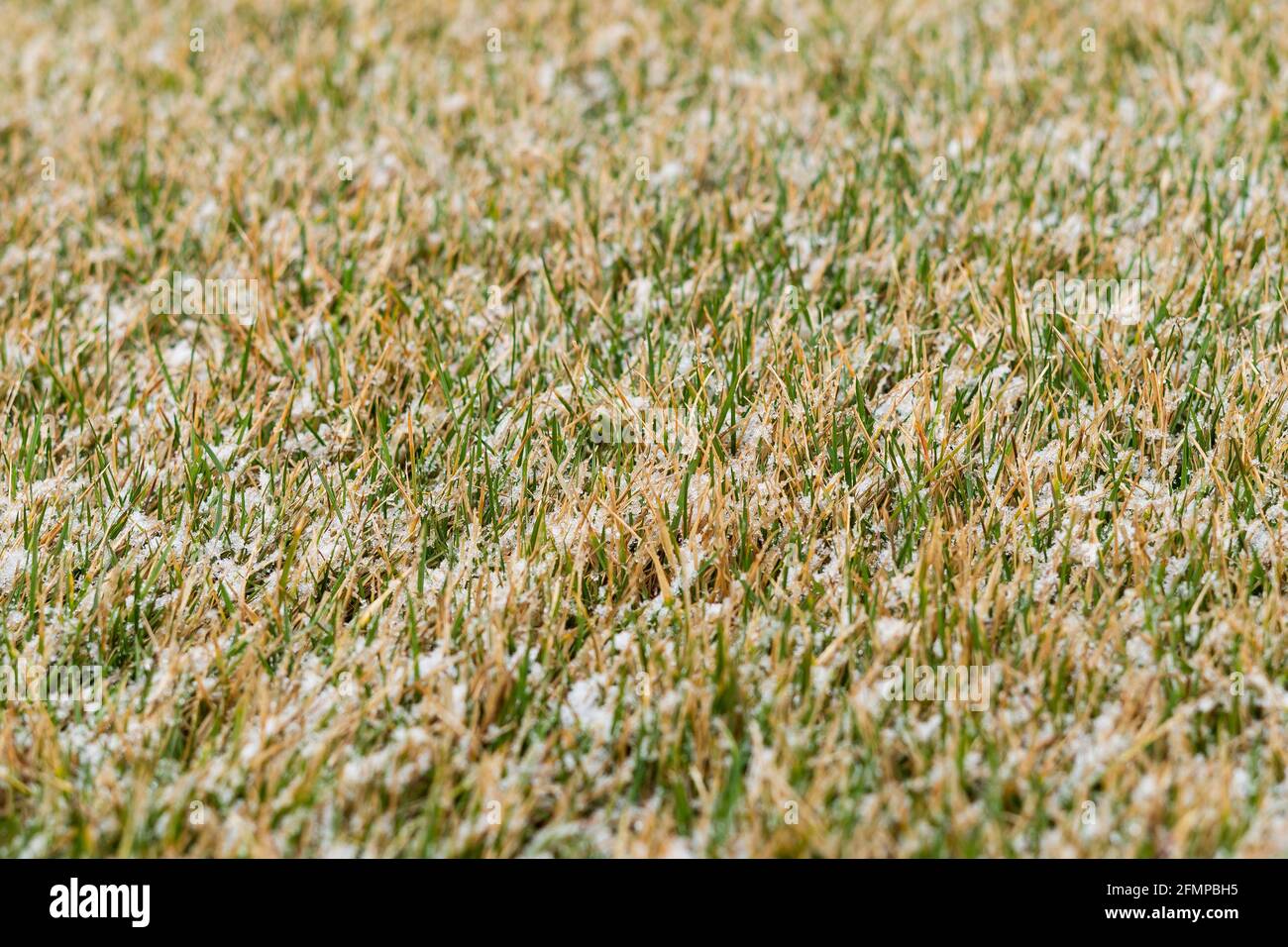 Yellowed grass after spring frost and snow. Lawn care and rescue Stock ...