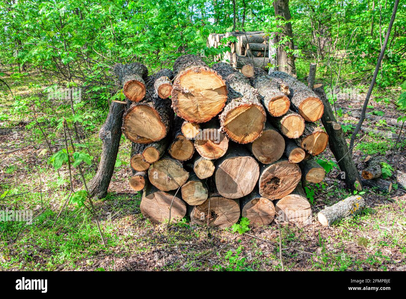 stack of logs in the forest . Pile of wood logs Stock Photo - Alamy