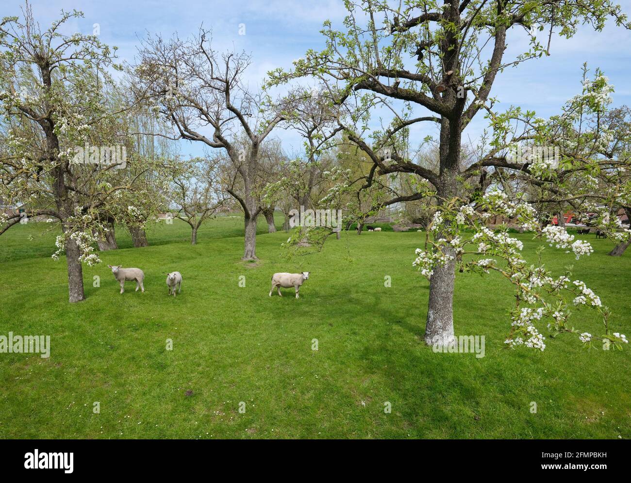 Sheep lambs in orchard hi-res stock photography and images - Alamy