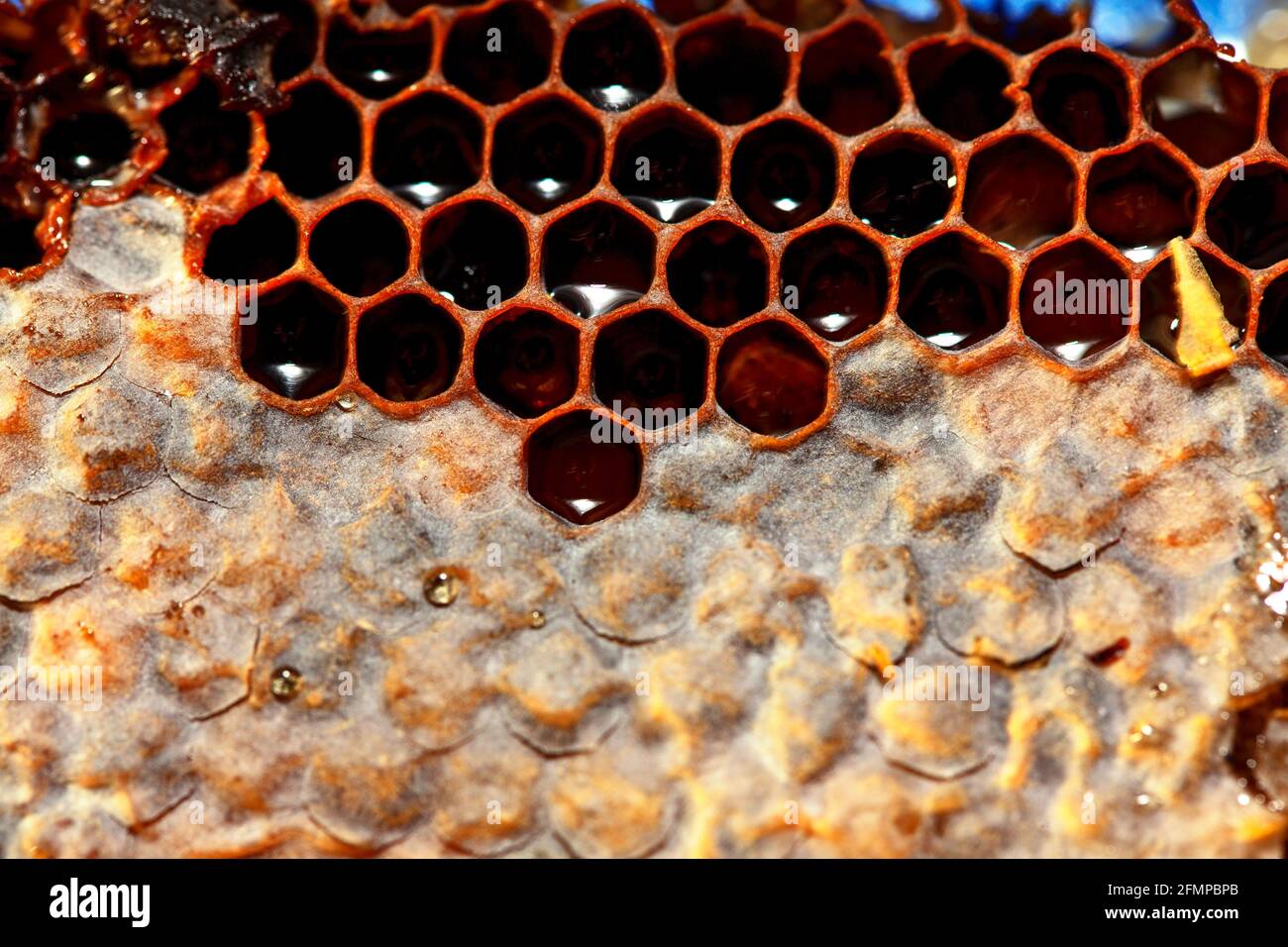 Honey comb background . Honey Beeswax Stock Photo - Alamy