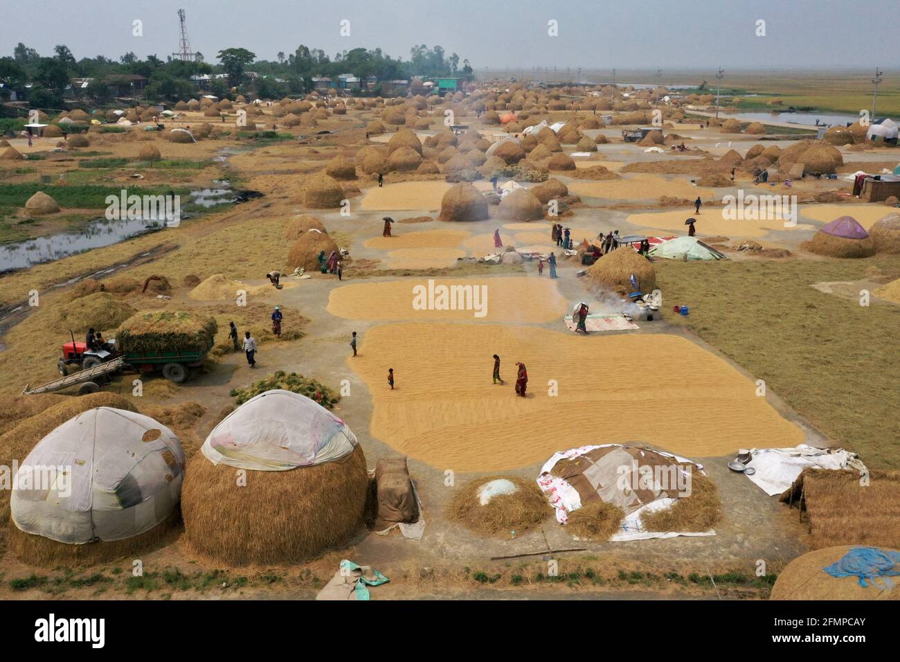 kishoreganj, Bangladesh - May 02 21, 2021: After harvesting the paddy from the haor of ...