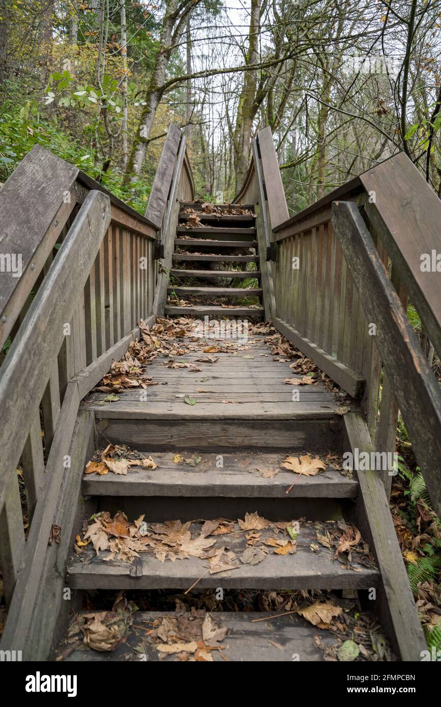 Beautiful shot of a walkway in the forest Stock Photo - Alamy
