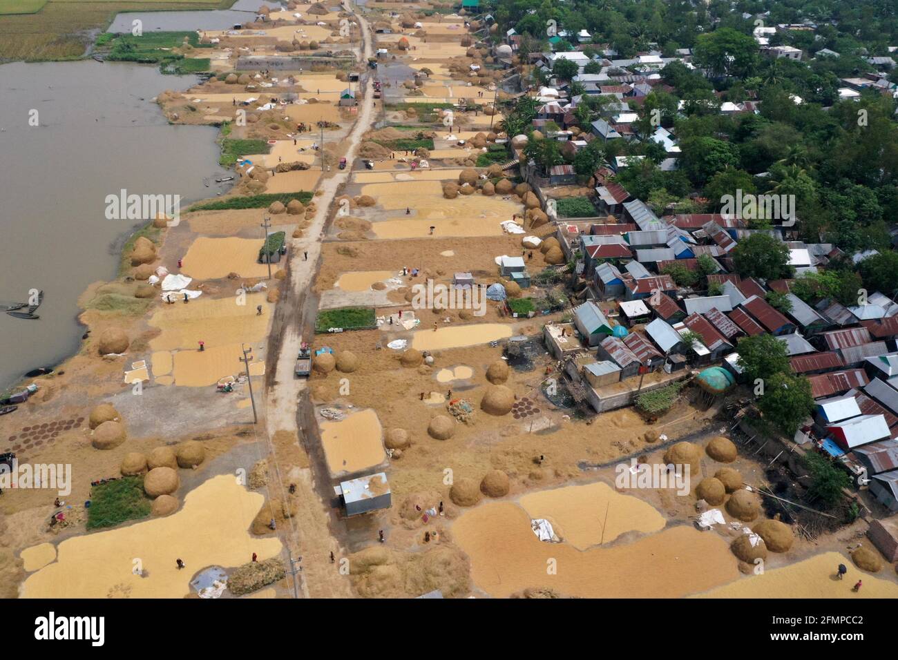 kishoreganj, Bangladesh - May 02 21, 2021: After harvesting the paddy ...