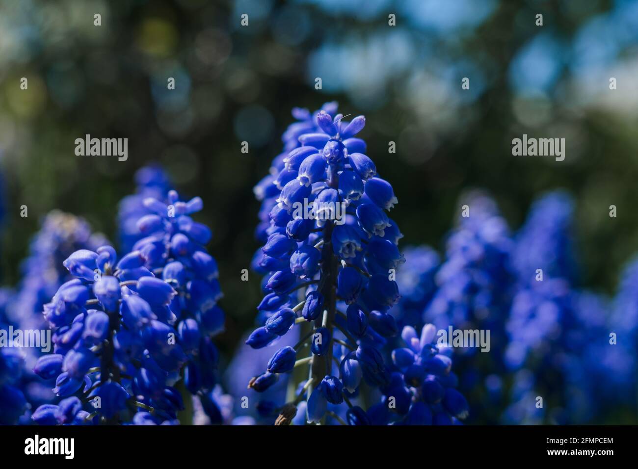 a beautiful blue flowers in the garden on a branch Stock Photo - Alamy