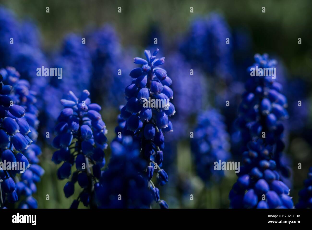 beautiful blue flowers in the garden on a branch Stock Photo - Alamy