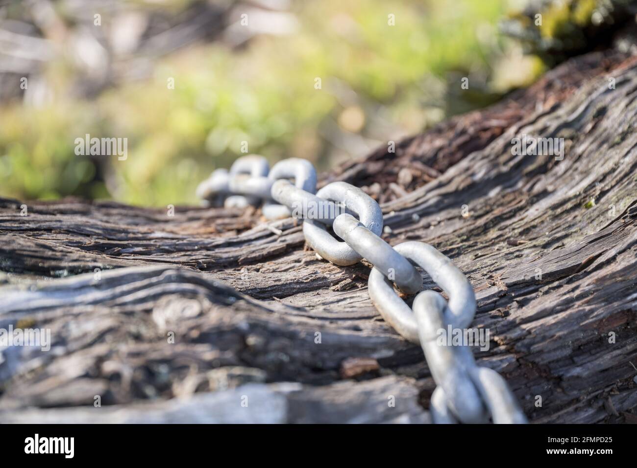 Ingrown wire in the trunk of an old tree in the garden Stock Photo - Alamy
