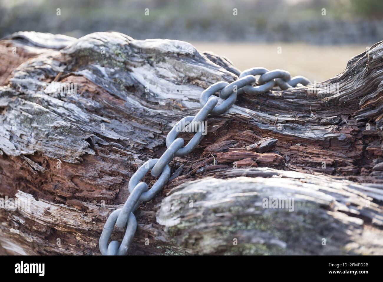 Ingrown wire in the trunk of an old tree in the garden Stock Photo - Alamy