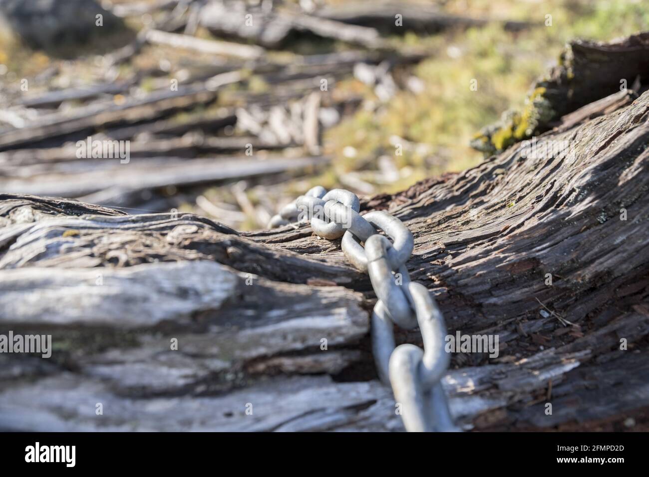 Ingrown wire in the trunk of an old tree in the garden Stock Photo - Alamy