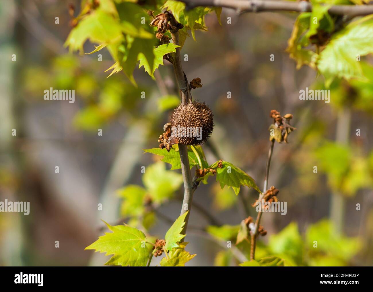 Sycamore fruit hi-res stock photography and images - Alamy