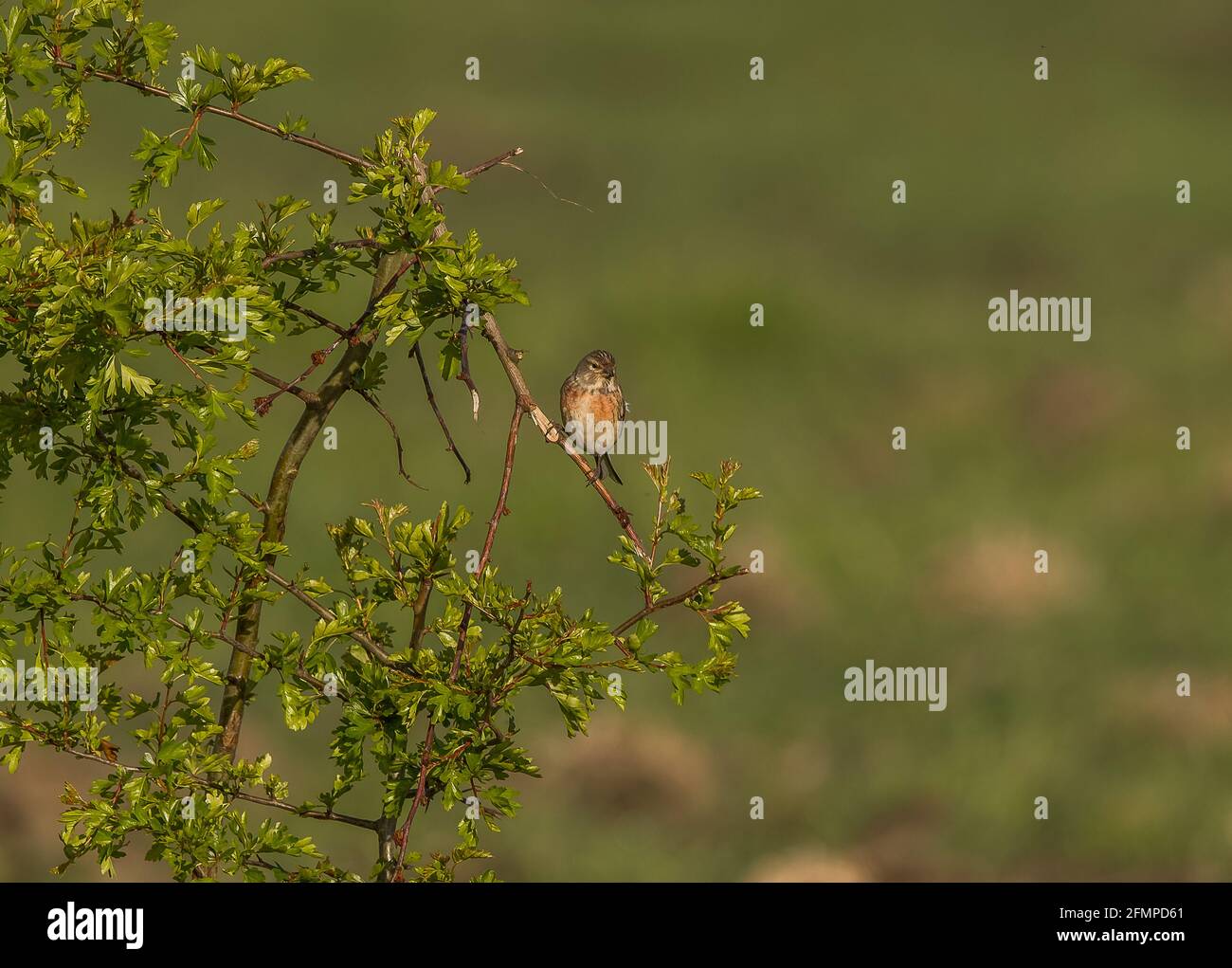Linnet captured on canon r5 hi-res stock photography and images - Alamy