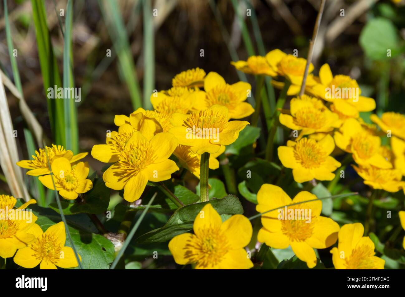 King cup flowers marsh marigold hi-res stock photography and images - Alamy