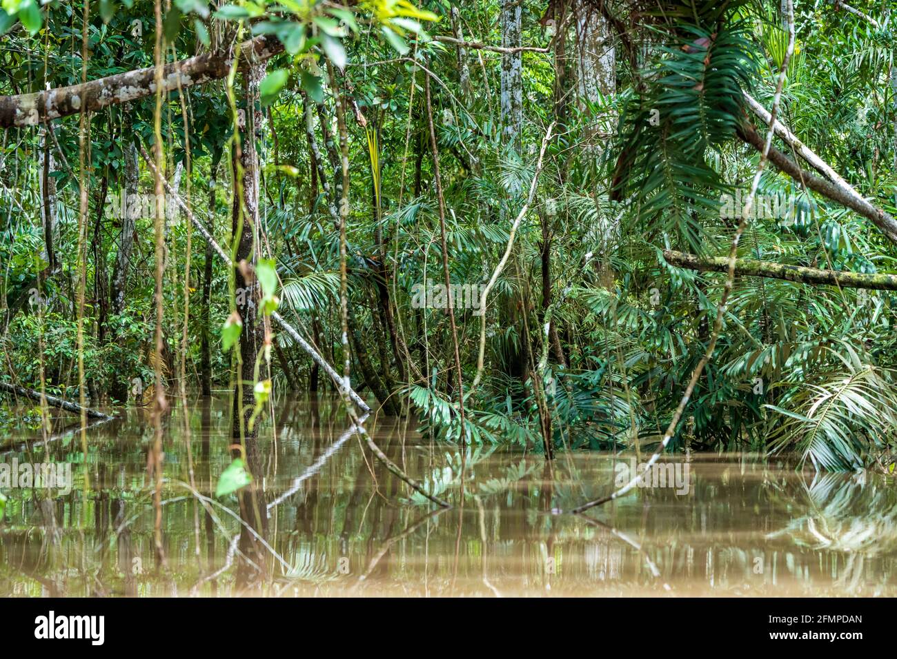 South america rainy season hi-res stock photography and images - Alamy
