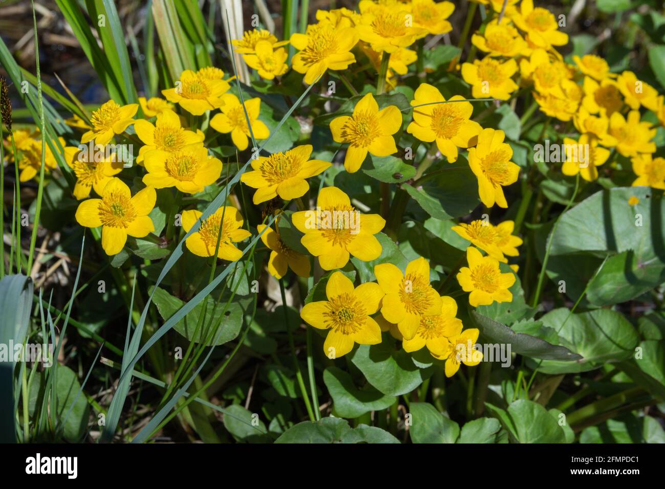 Yellow marsh marigold or Caltha Palustris flowers in a spring forest ...