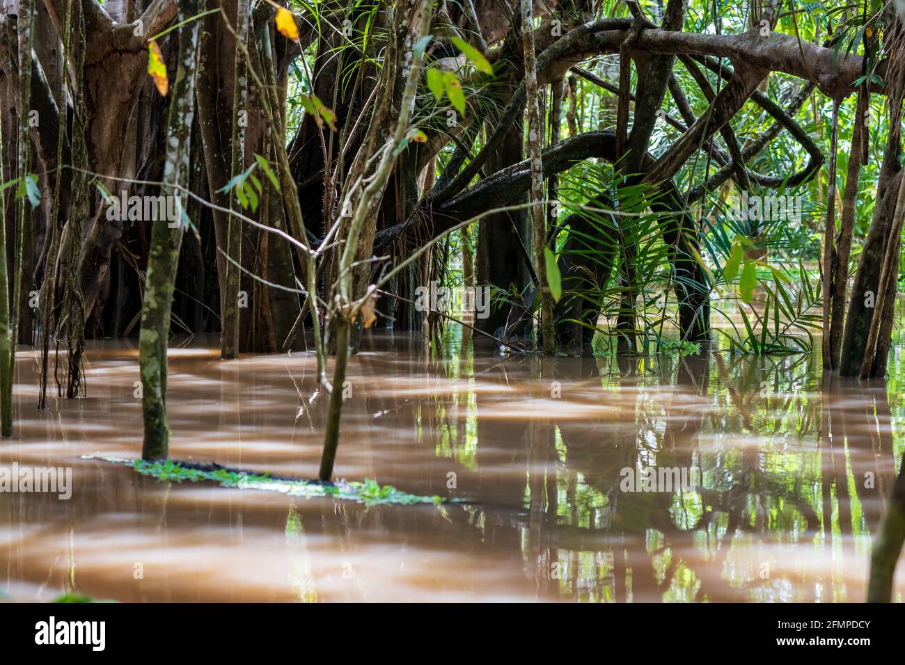 Rainy season in the Peruvian Amazon Stock Photo - Alamy