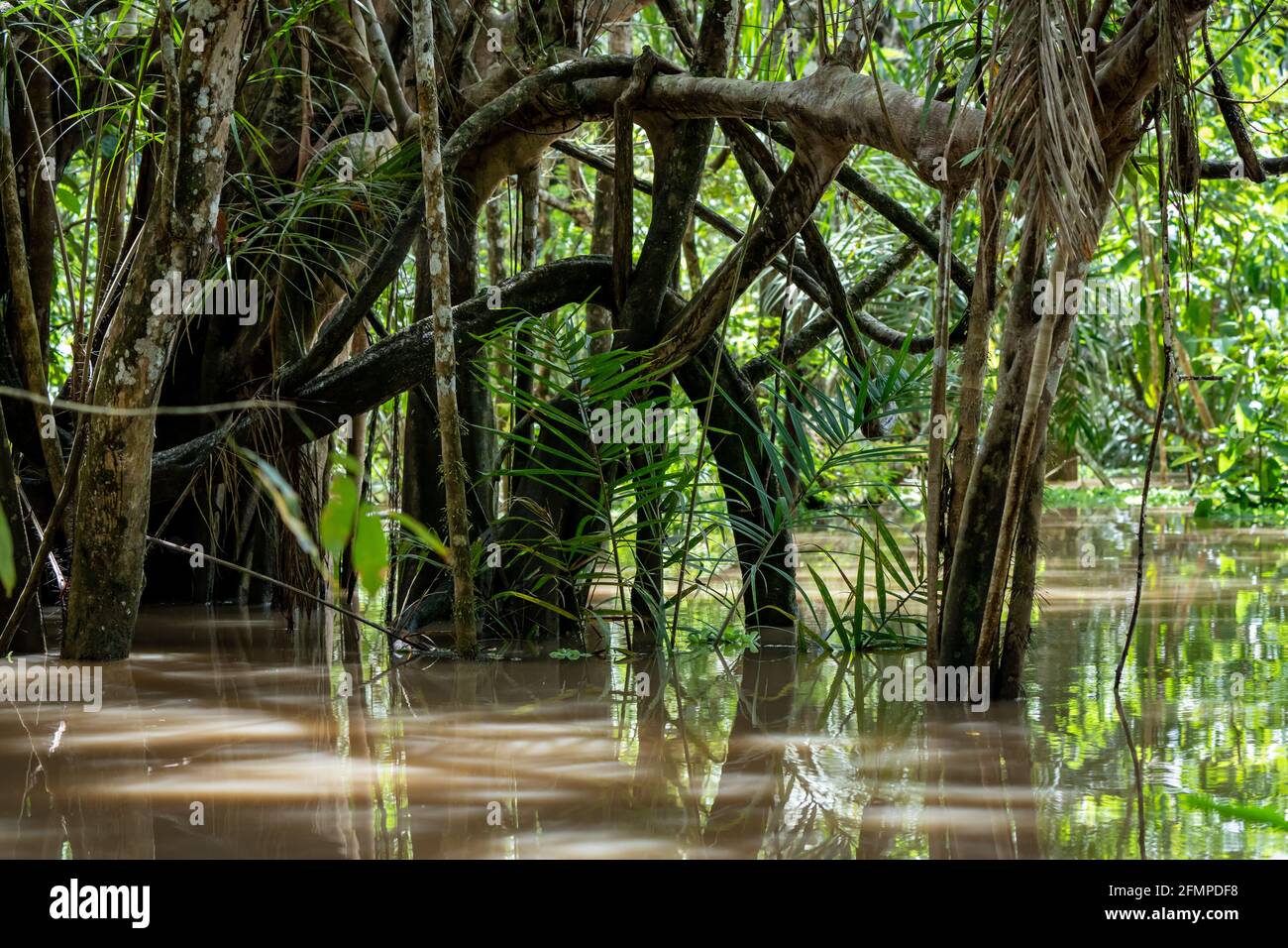 Rainy season in the Peruvian Amazon Stock Photo - Alamy