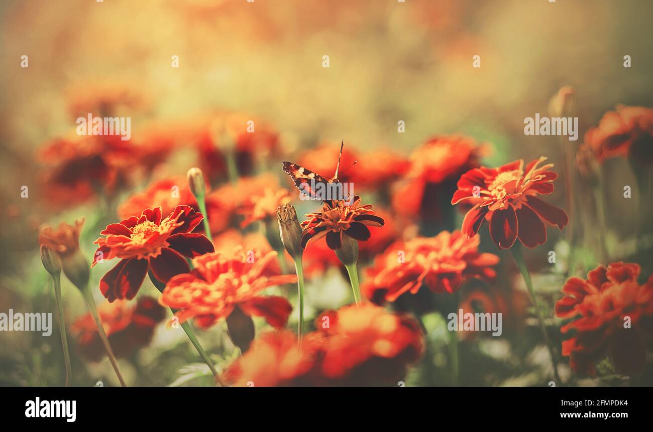 Butterfly on marigold flower hi-res stock photography and images - Alamy