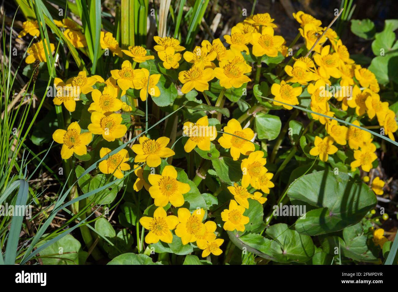 Stamen of a marsh marigold hi-res stock photography and images - Alamy