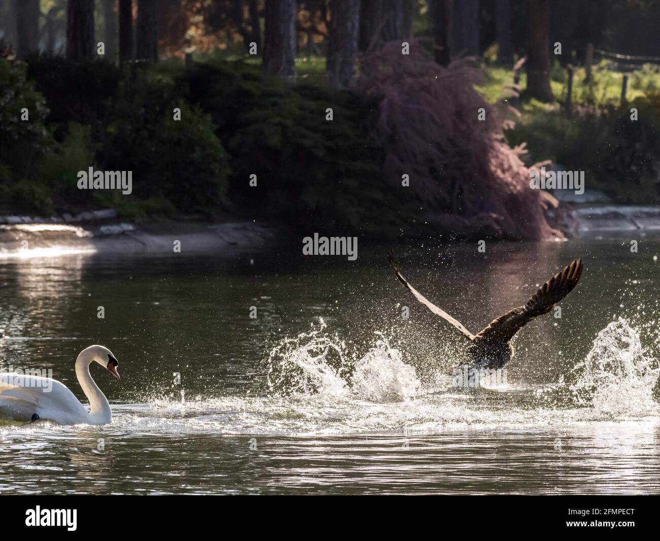 Five little ducks hi-res stock photography and images - Alamy