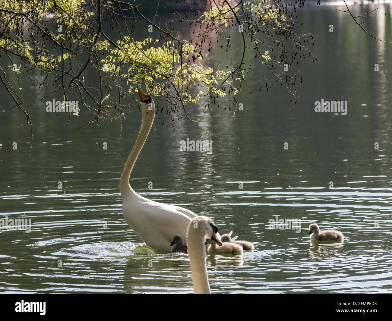 Five little ducks hi-res stock photography and images - Alamy