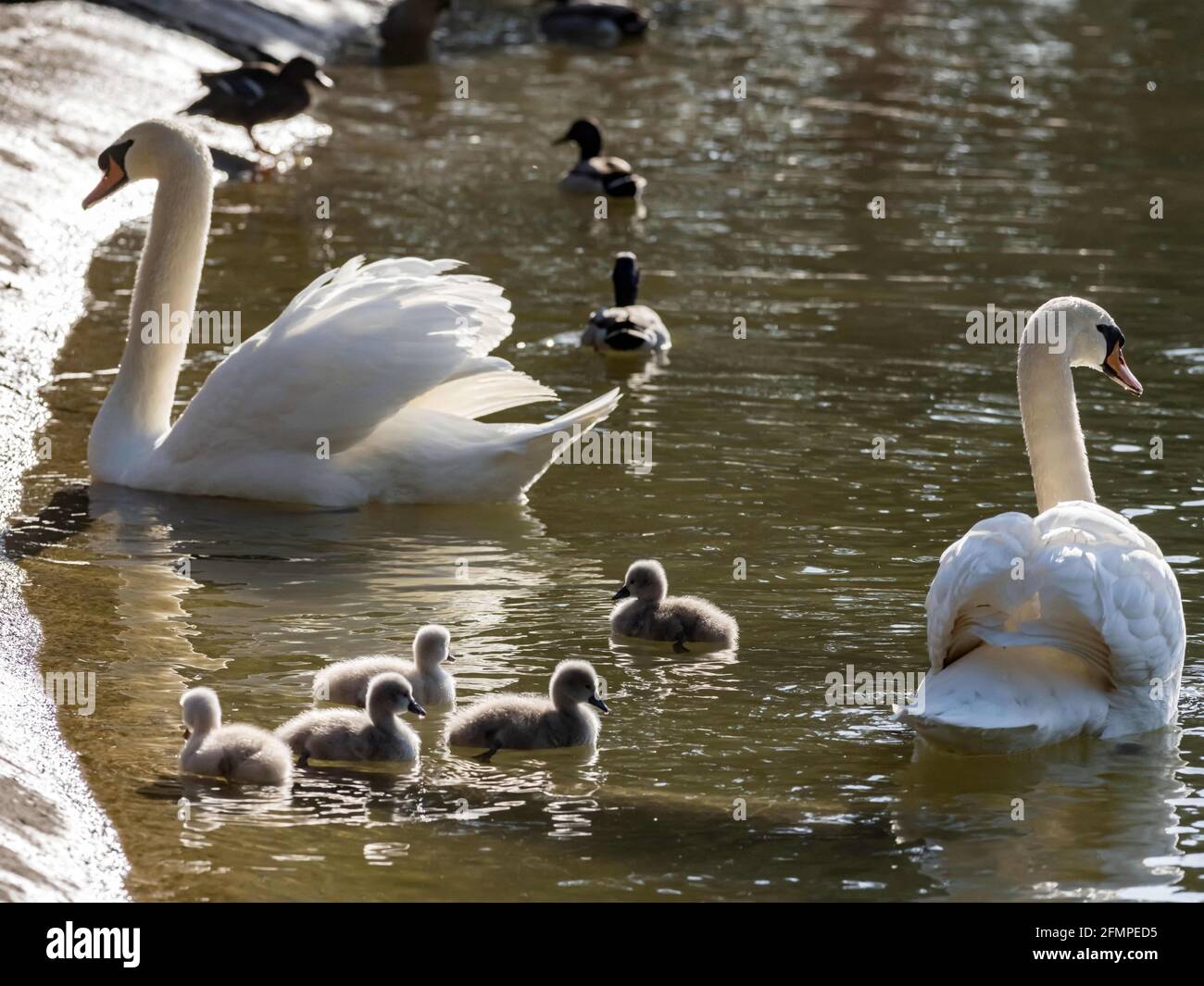 A pair of swans have just had five swans for a few hours. The mother ...