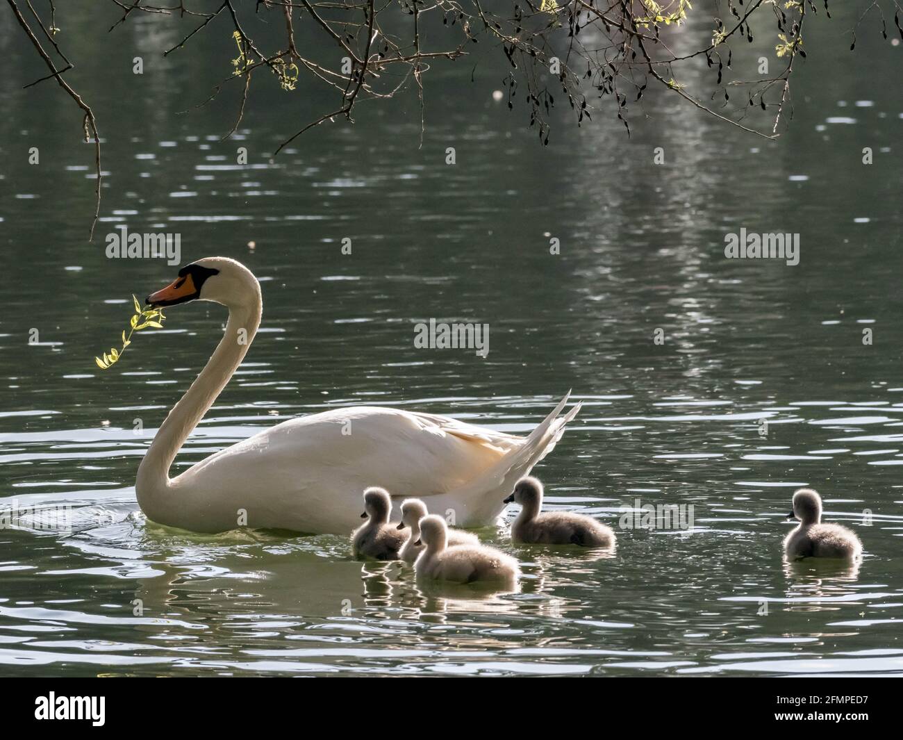 Five little ducks hi-res stock photography and images - Alamy