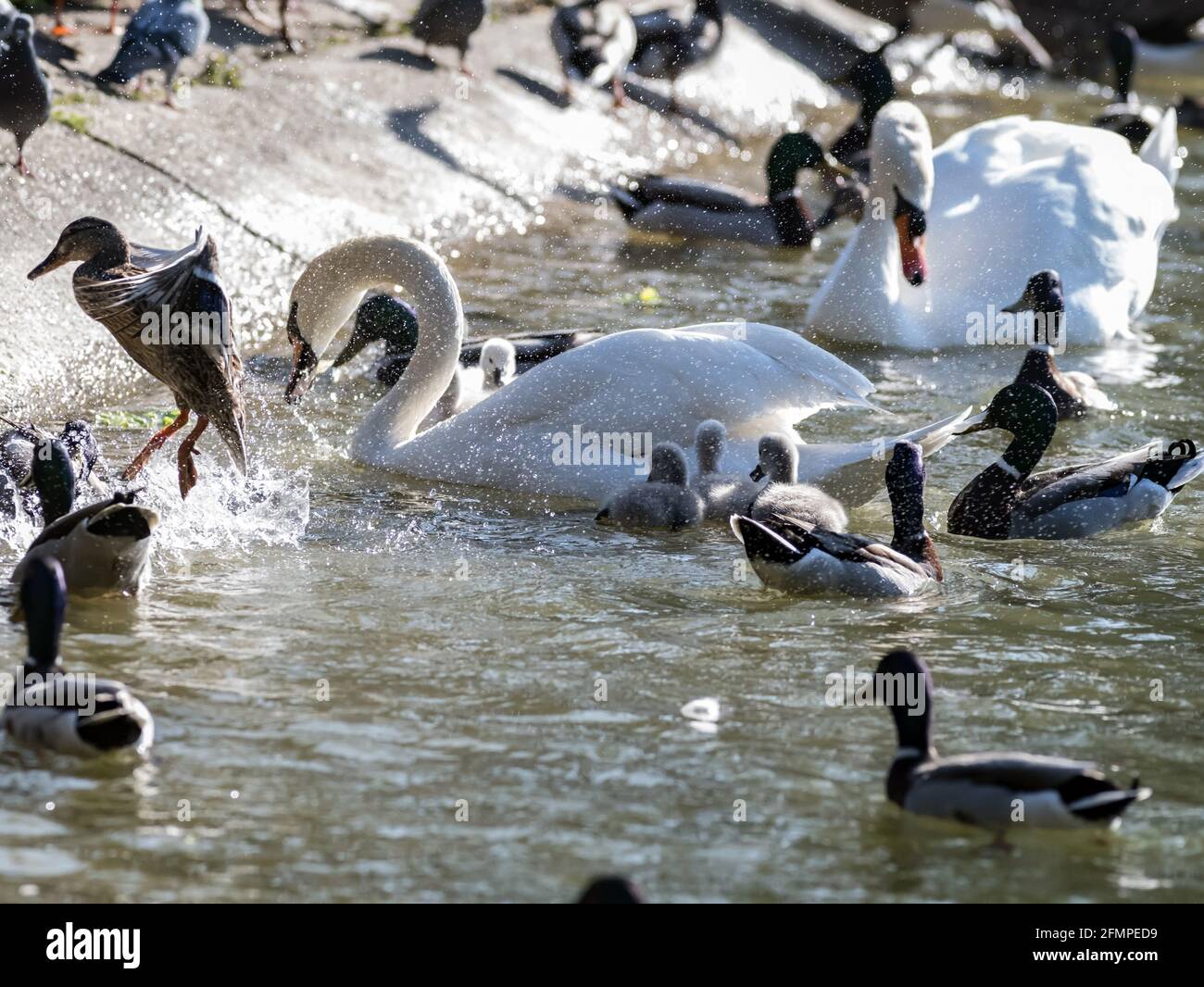 Five little ducks hi-res stock photography and images - Alamy