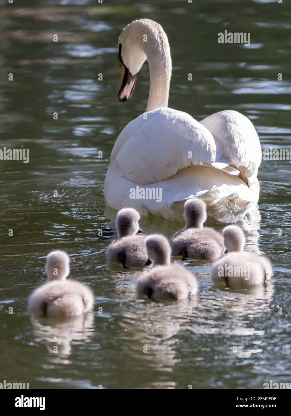 Five little ducks hi-res stock photography and images - Alamy