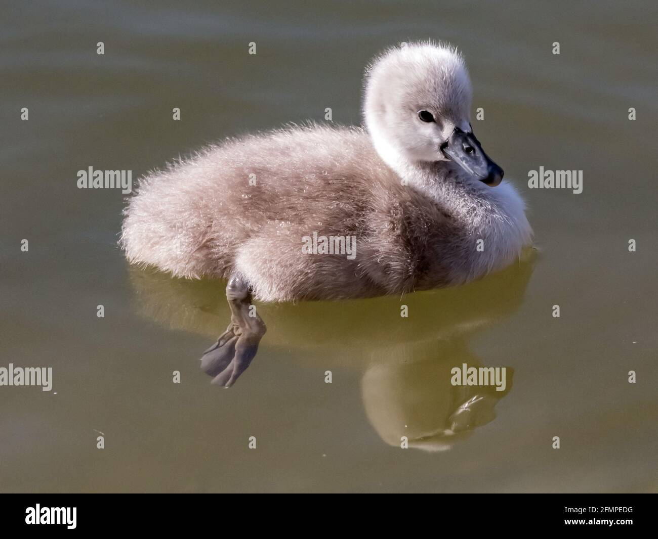 Five little ducks hi-res stock photography and images - Alamy