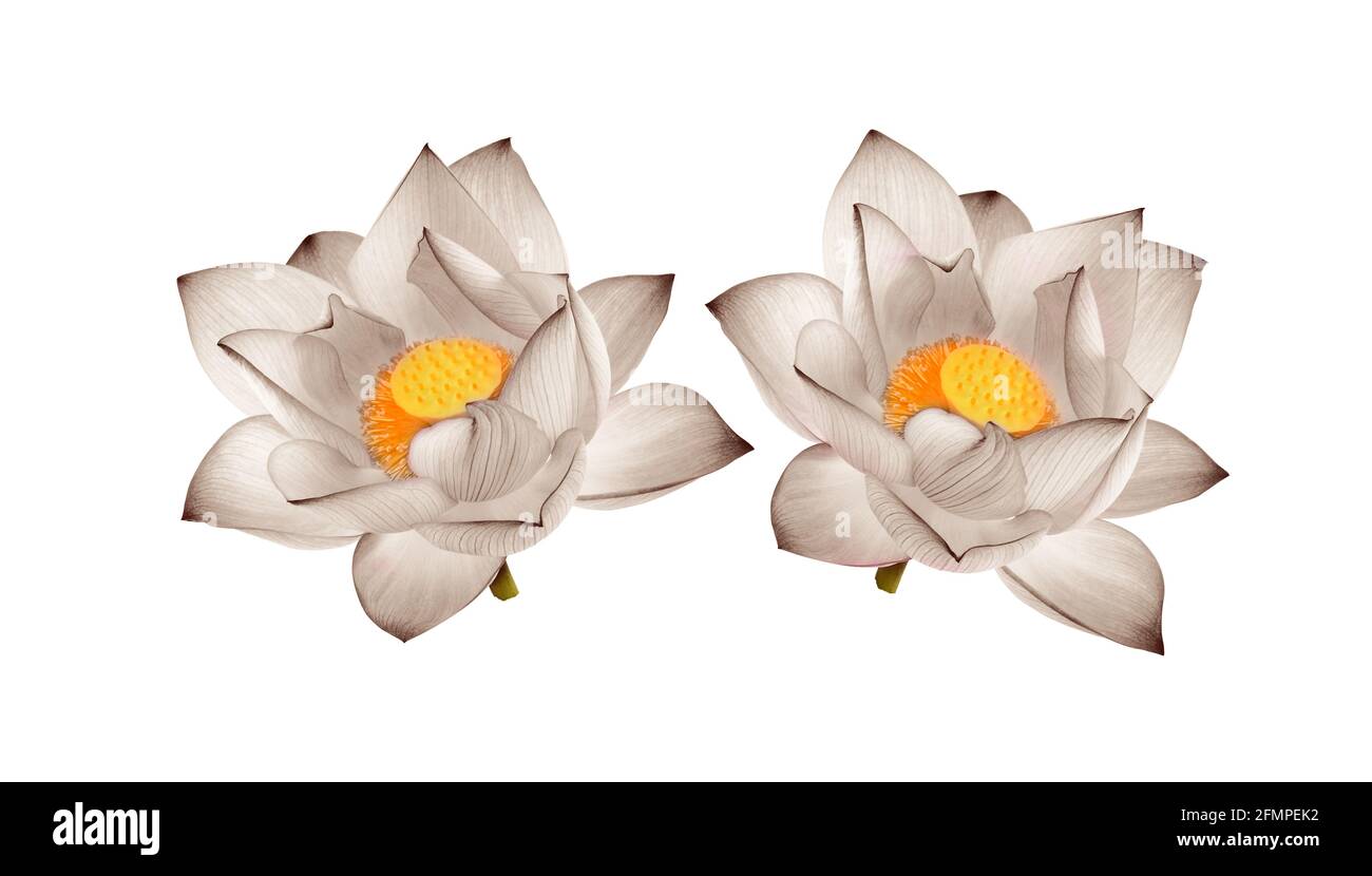 lotus isolated on white background Stock Photo - Alamy