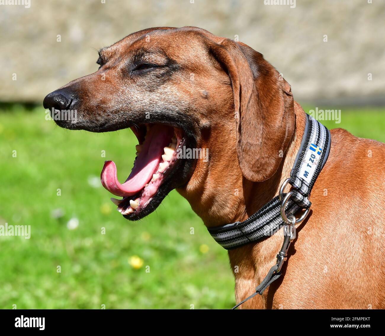 Queen Silvia, dog Brandie, and King Carl XVI Gustaf of Sweden ...